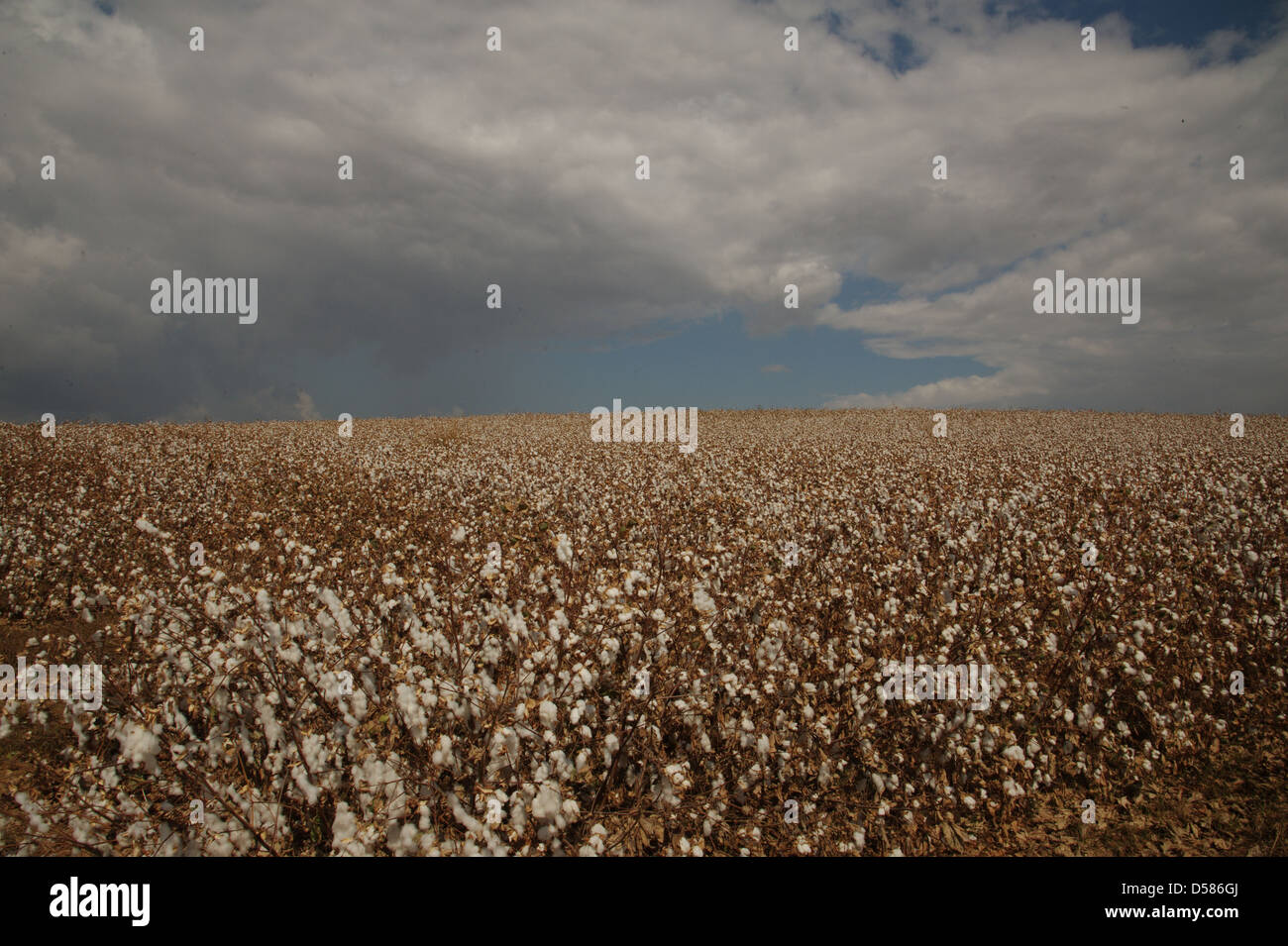 Cotton fields hi-res stock photography and images - Alamy