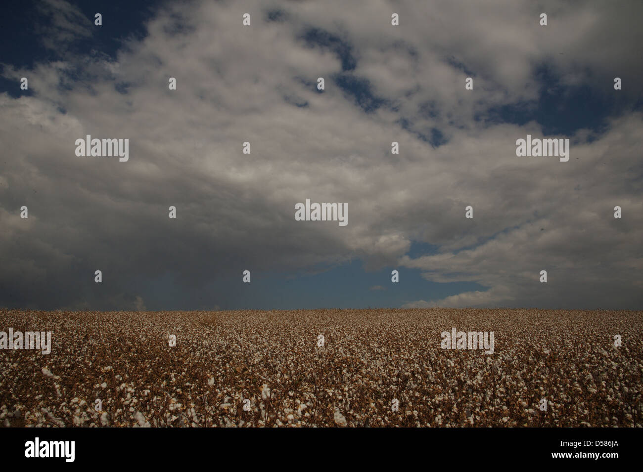 Field flowering cotton plants hi-res stock photography and images - Alamy