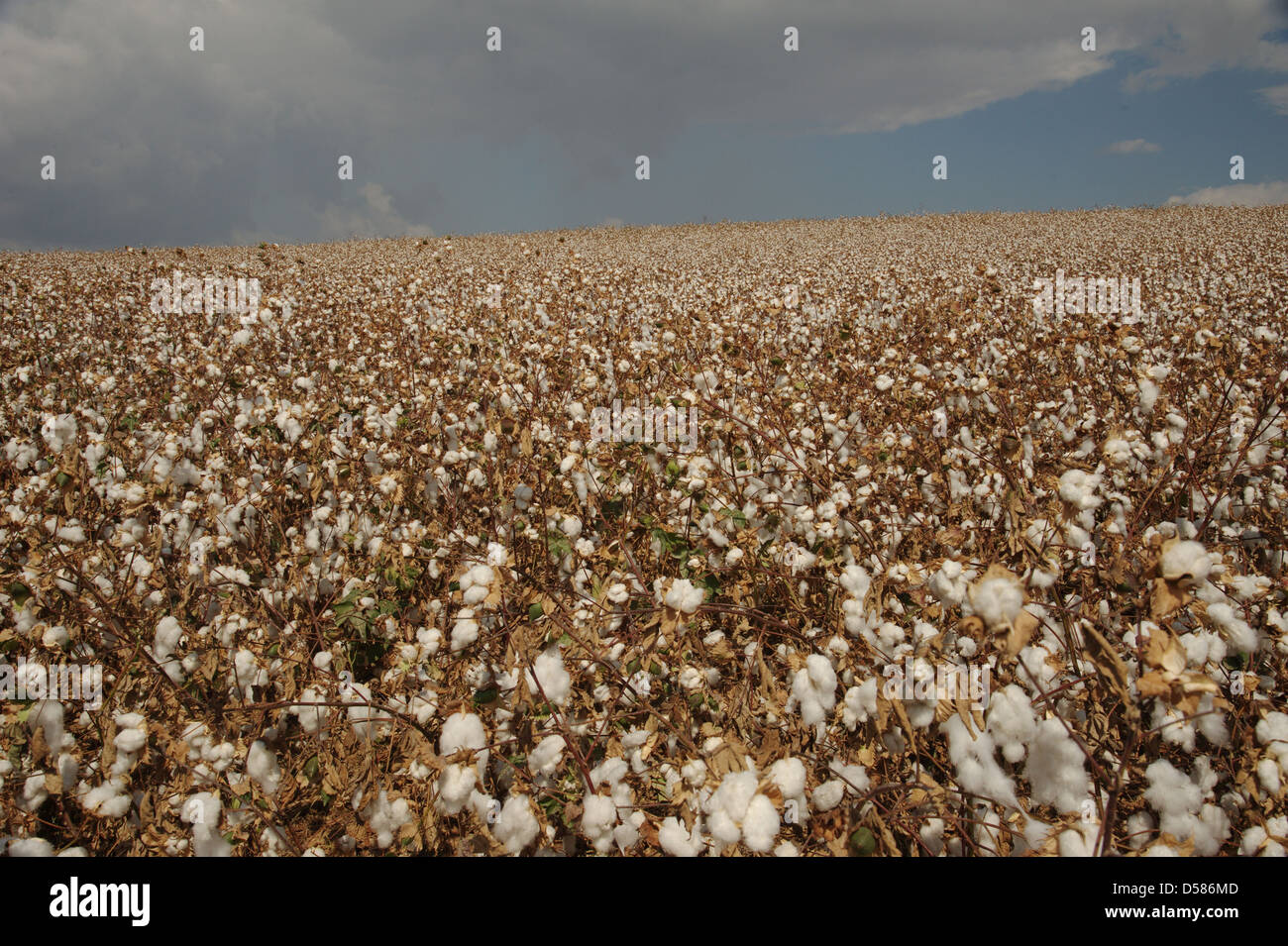 Field flowering cotton plants hi-res stock photography and images - Alamy