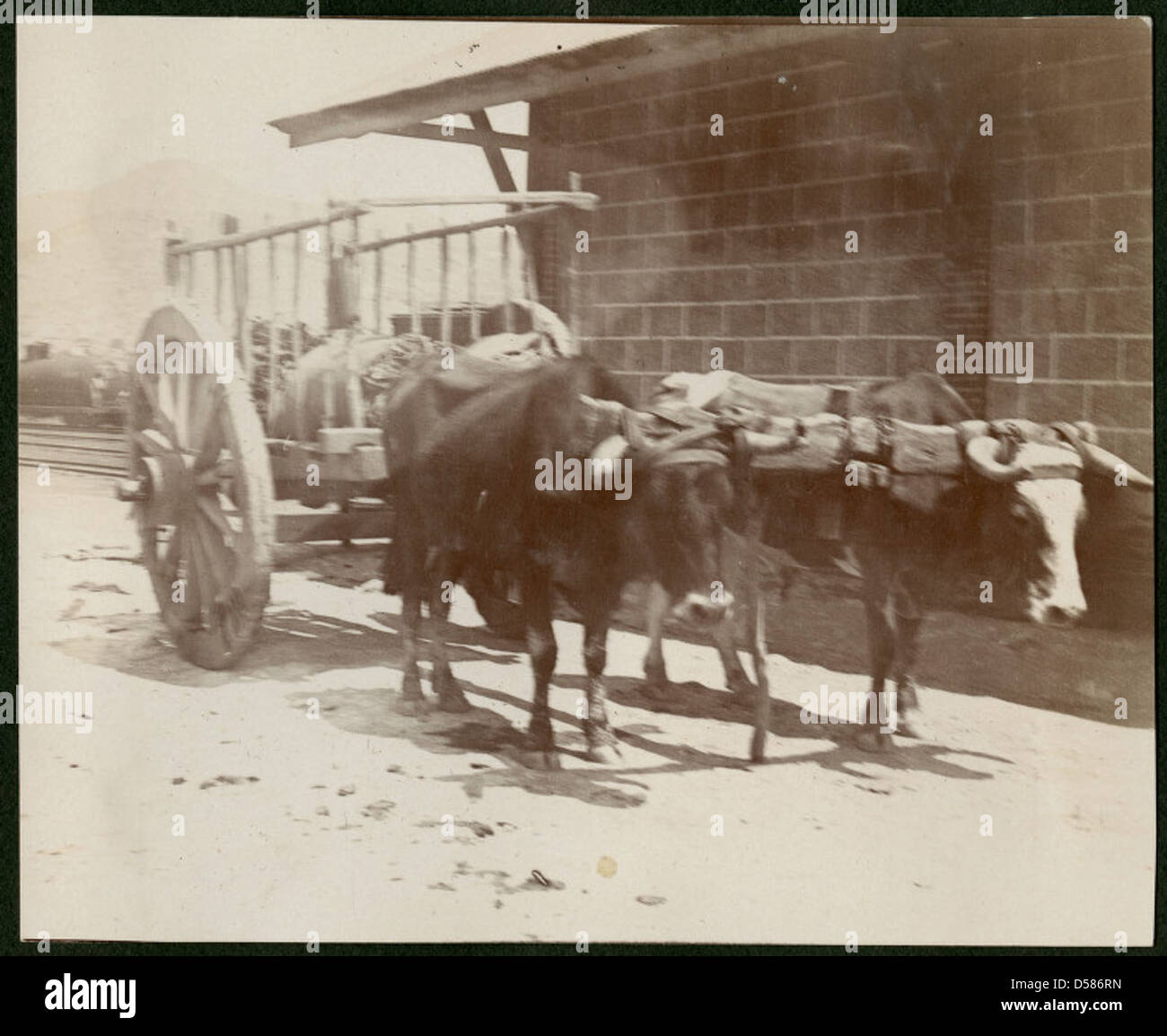 Ox oxen transportation hi-res stock photography and images - Alamy