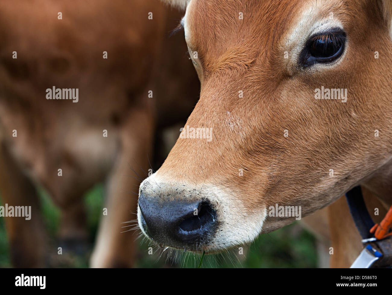 Head of Jersey cow, Jersey, Channel Islands, UK Stock Photo - Alamy