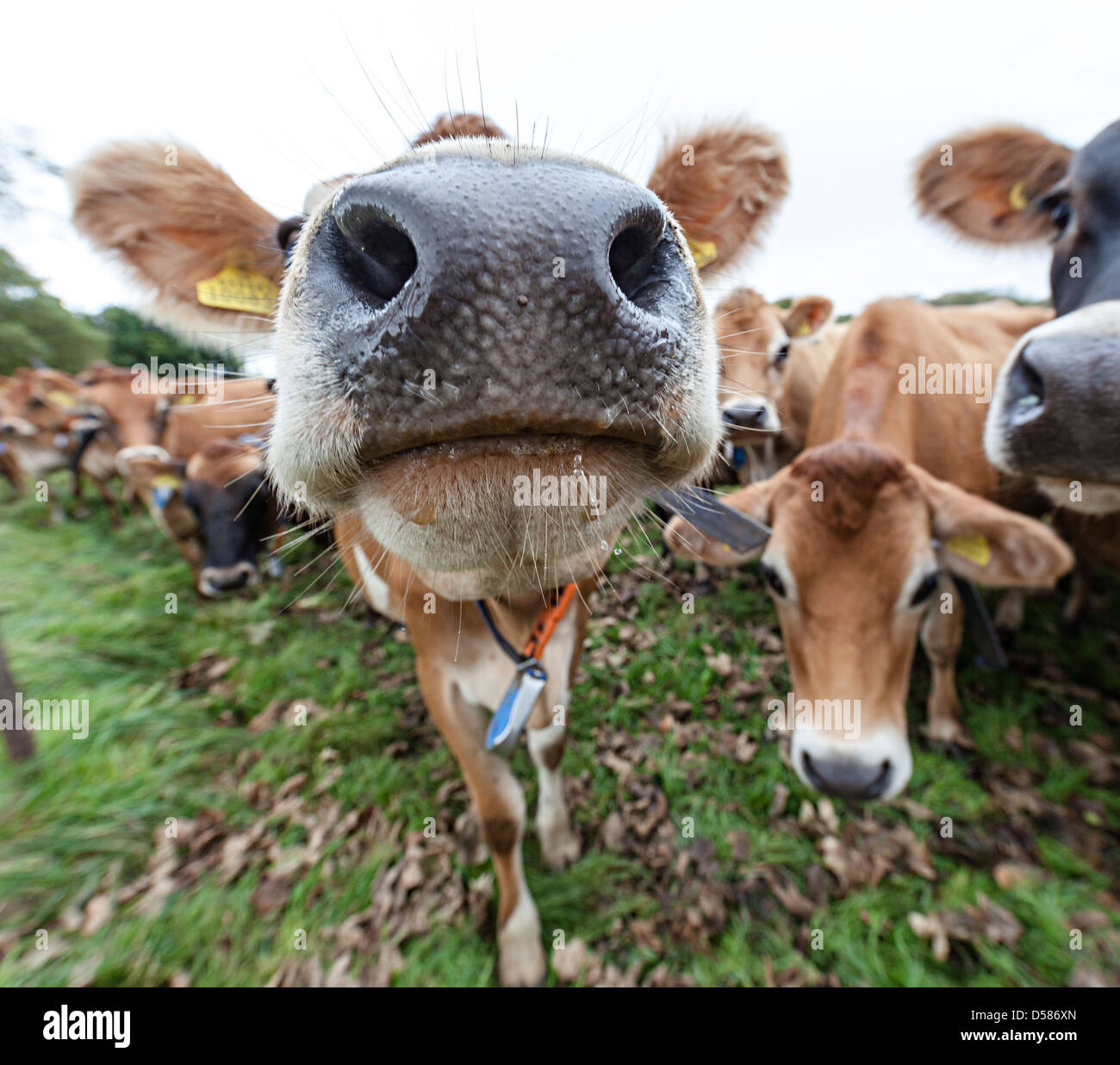 Nose of Jersey cow sniffing, Jersey, Channel Islands, UK Stock Photo ...