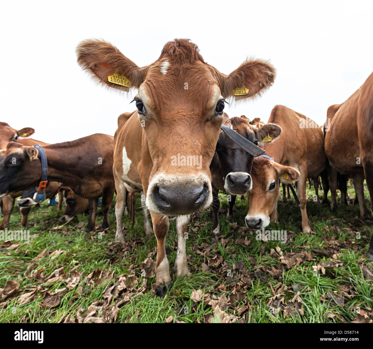 Jersey cattle hi-res stock photography and images - Alamy