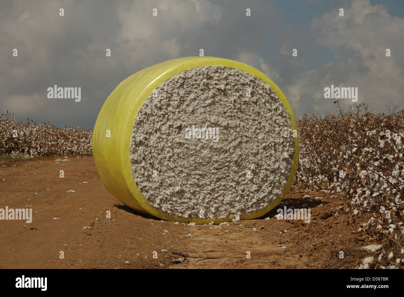 cotton agriculture field Stock Photo - Alamy