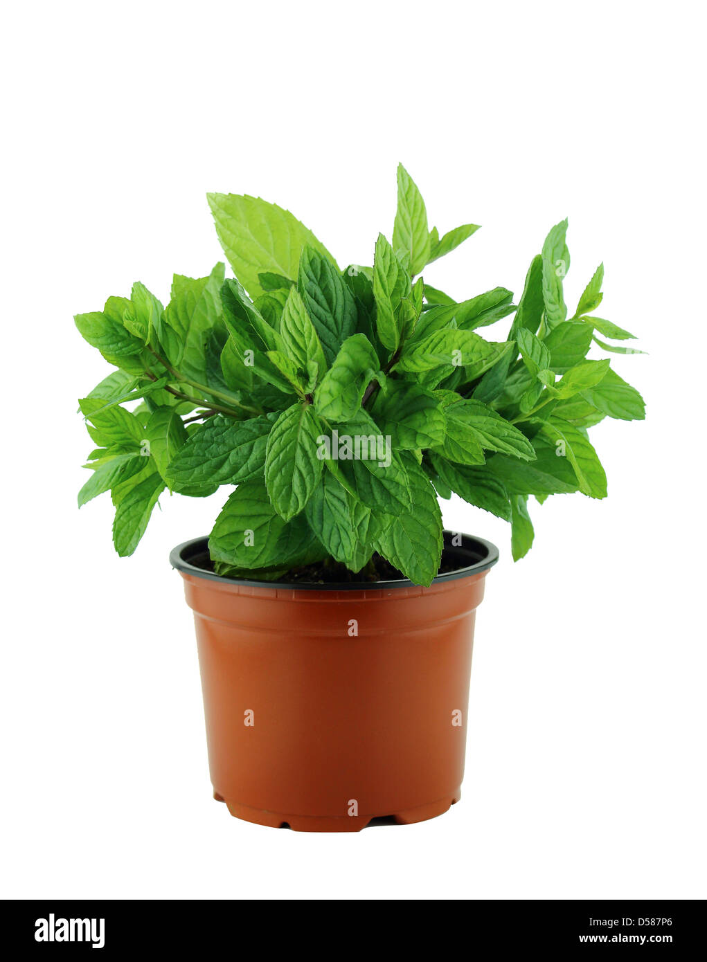 Spearmint plant Cut Out Stock Images & Pictures - Alamy