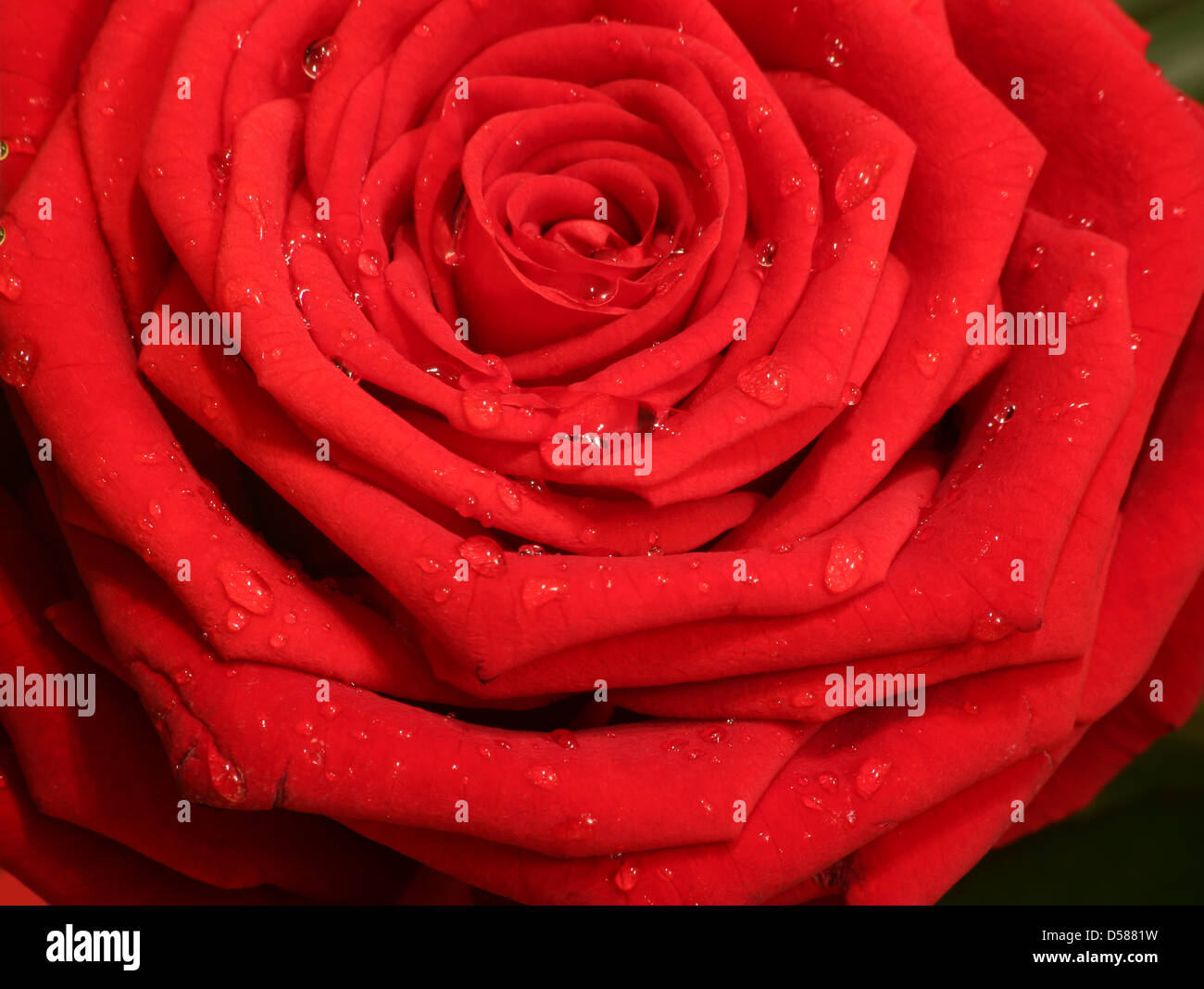 Large Bloomed Red Rose Stock Photo - Alamy
