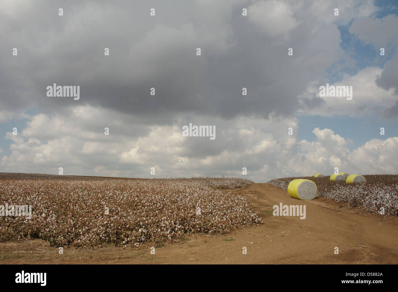 cotton agriculture field Stock Photo - Alamy