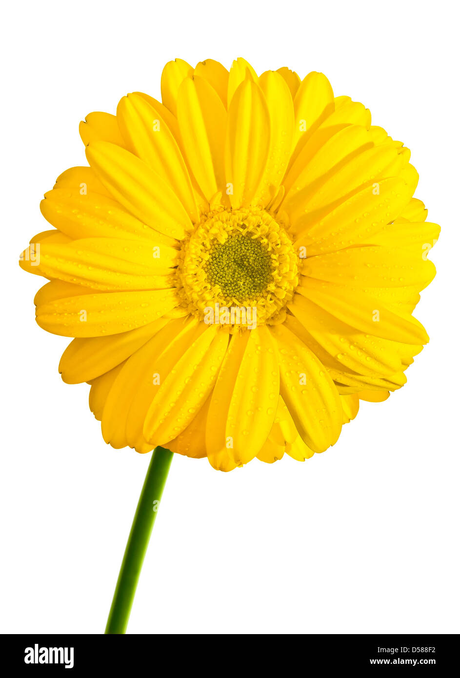 Yellow Gerbera Flower Stock Photo - Alamy