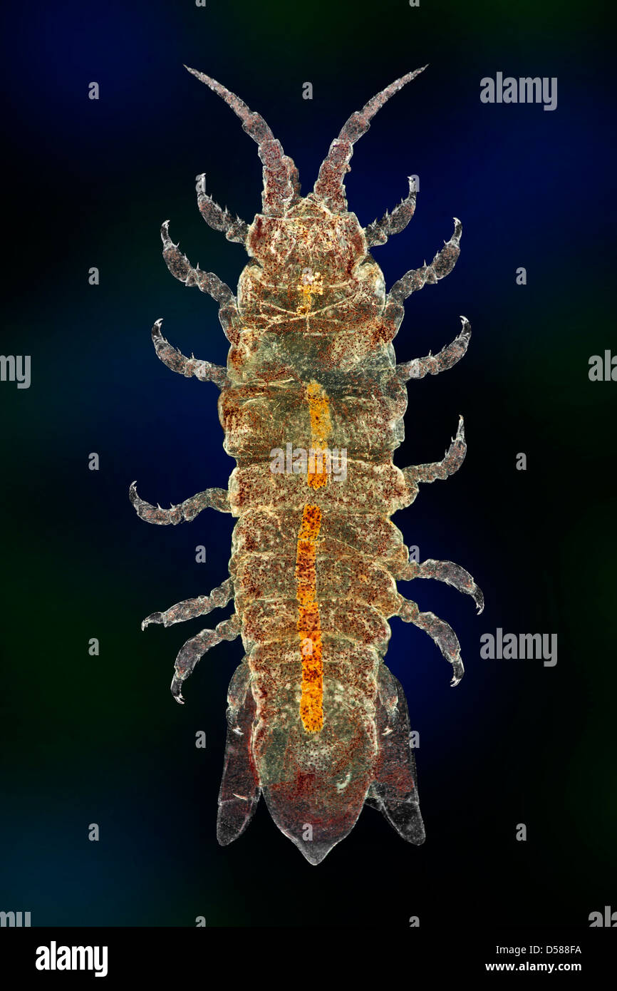 Sand flea , Talitrus sp. photomicrograph, darkfield illumination Stock ...