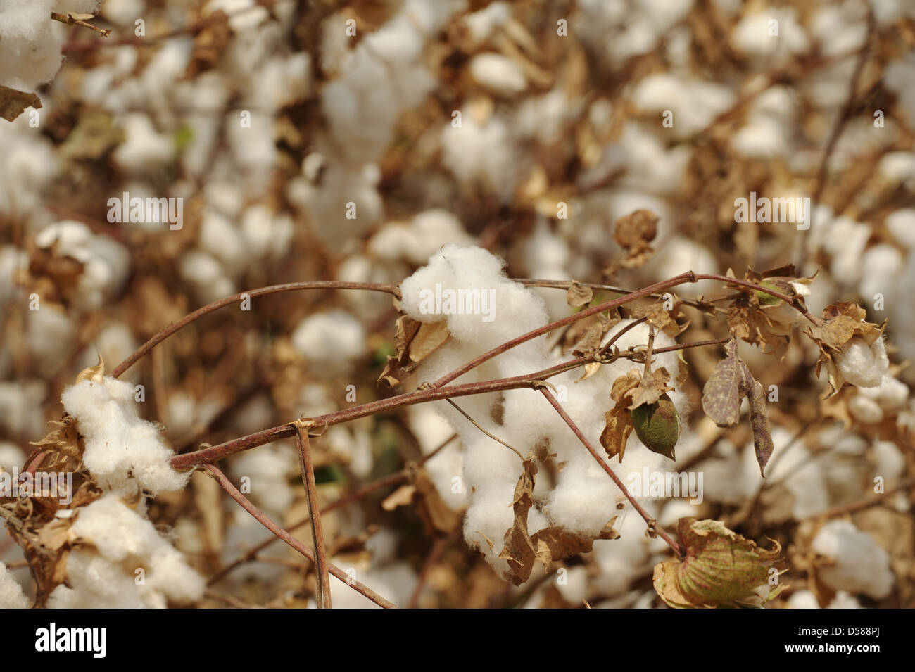 cotton agriculture field Stock Photo - Alamy
