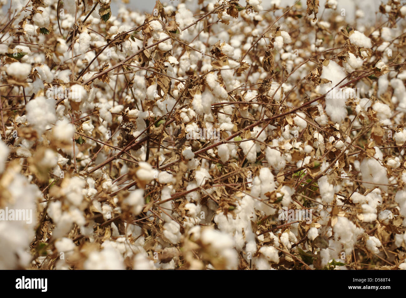 cotton agriculture field Stock Photo - Alamy