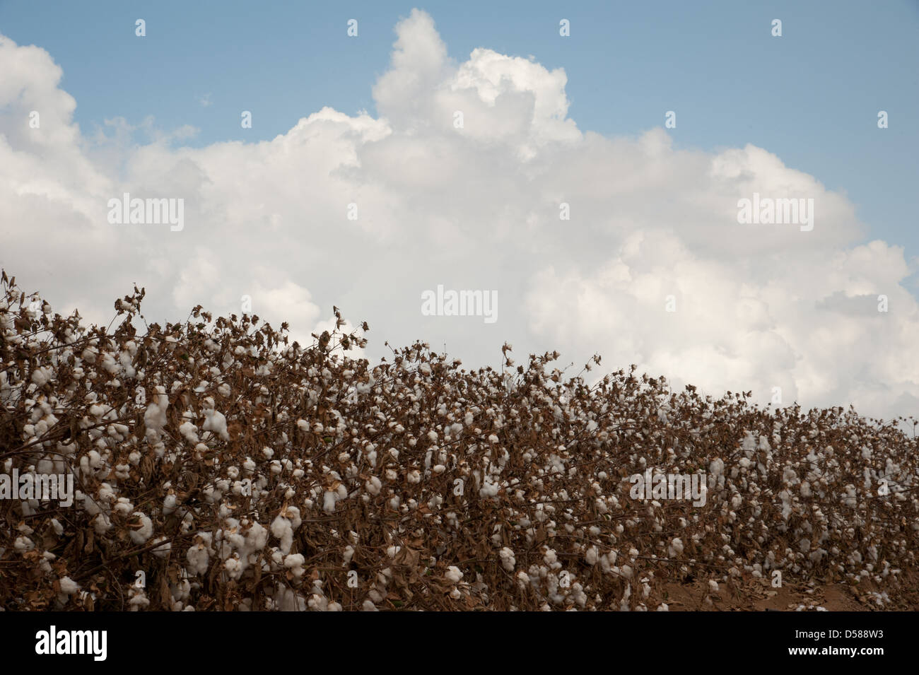 cotton agriculture field Stock Photo - Alamy