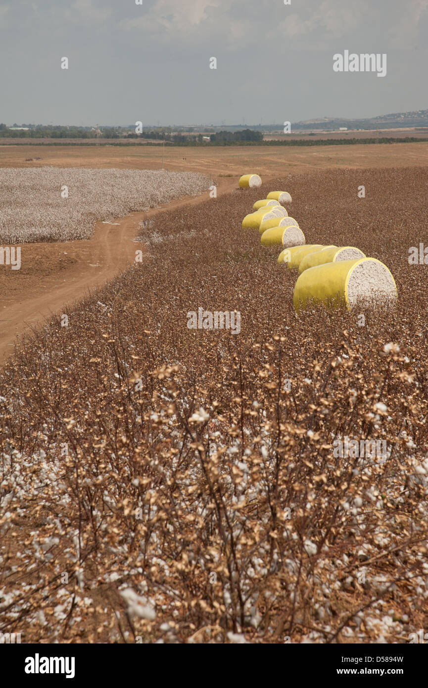 cotton agriculture field Stock Photo - Alamy