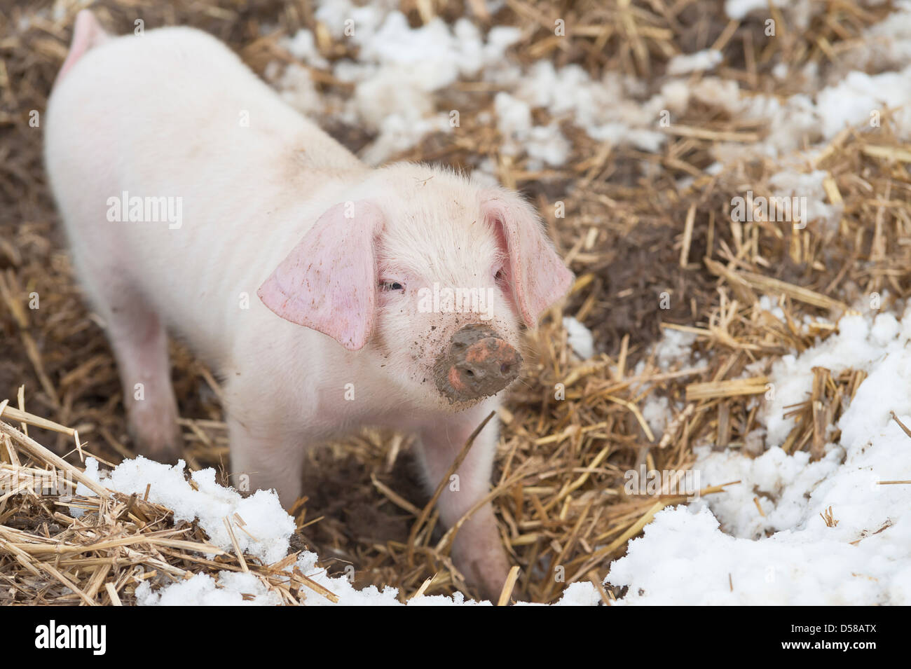 Piglet in the snow hi-res stock photography and images - Alamy