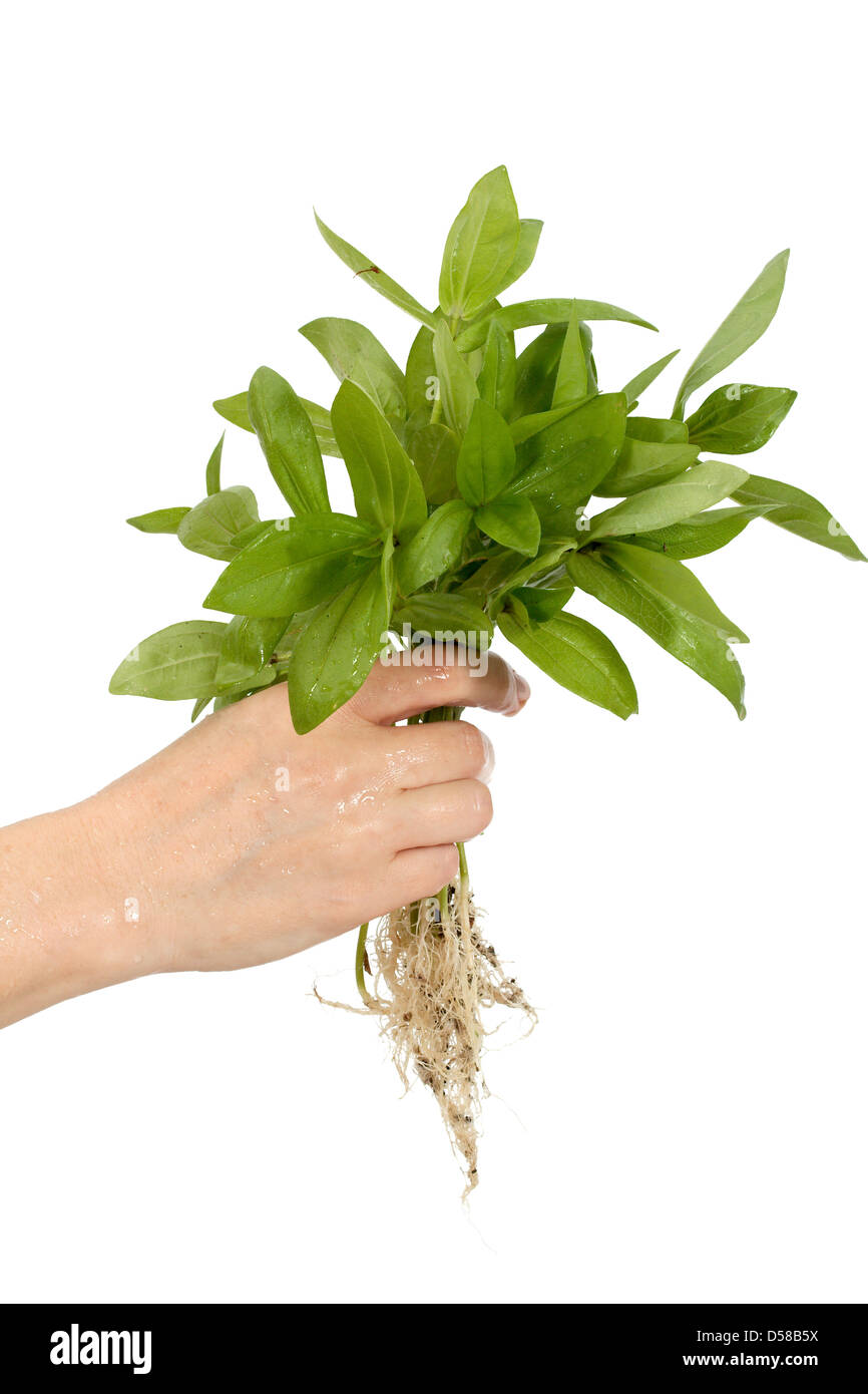 Human hand and young plant Stock Photo - Alamy
