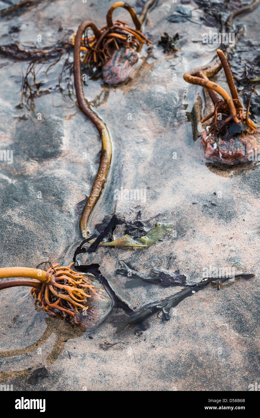 Kelp scotland kelp plant hi-res stock photography and images - Alamy