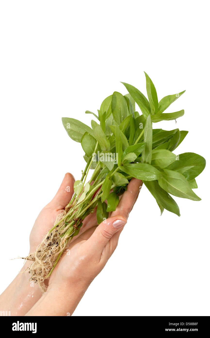 Human hands and young plant Stock Photo - Alamy