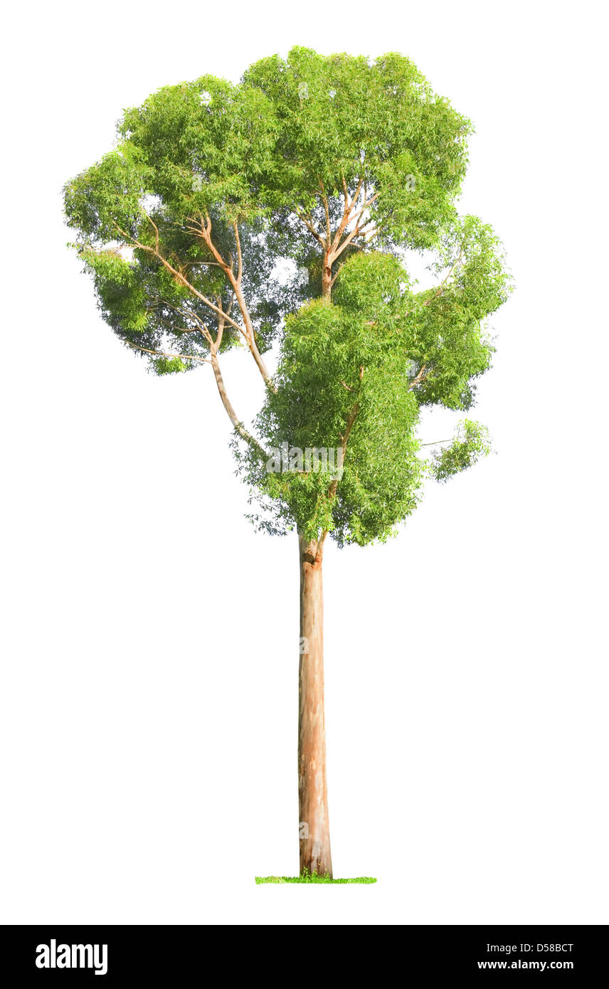 Tall tree hi-res stock photography and images - Alamy