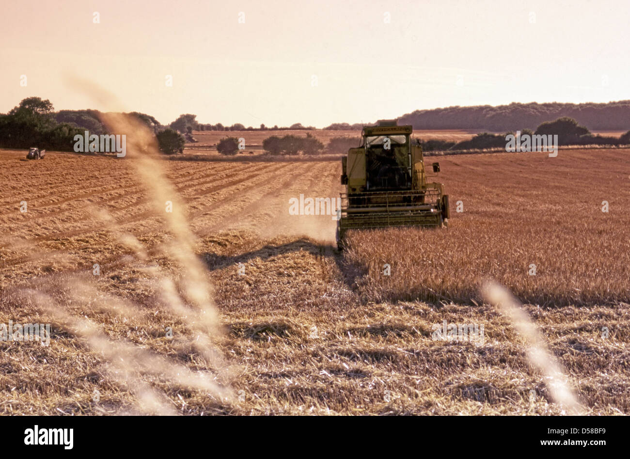 A combine harvester harvests wheat in a British field Stock Photo - Alamy