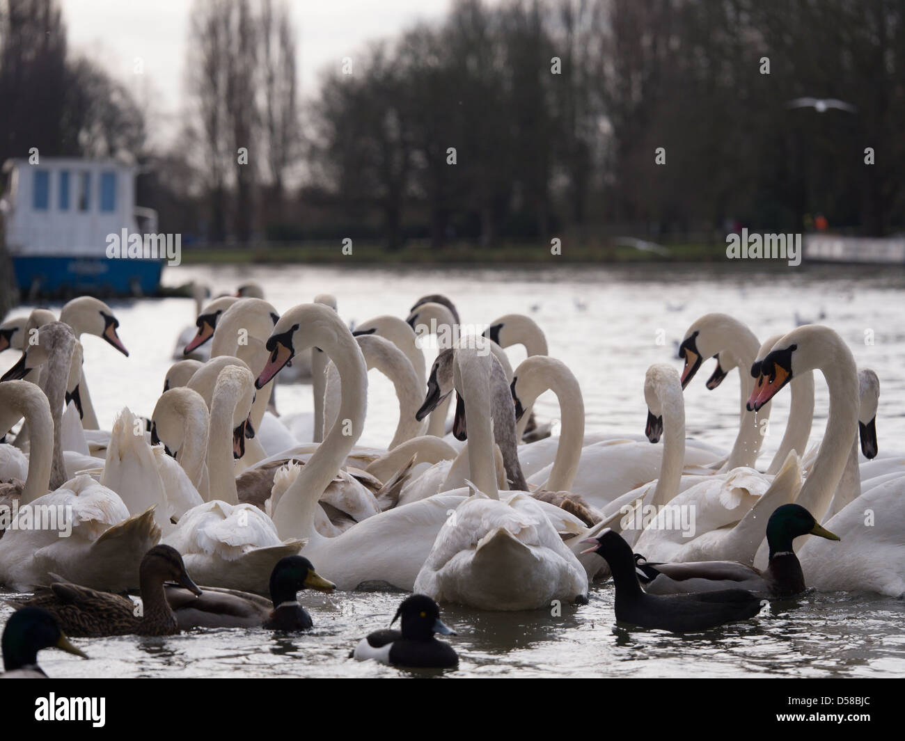 A gathering swans on the river at Kingston, London, England Stock Photo ...