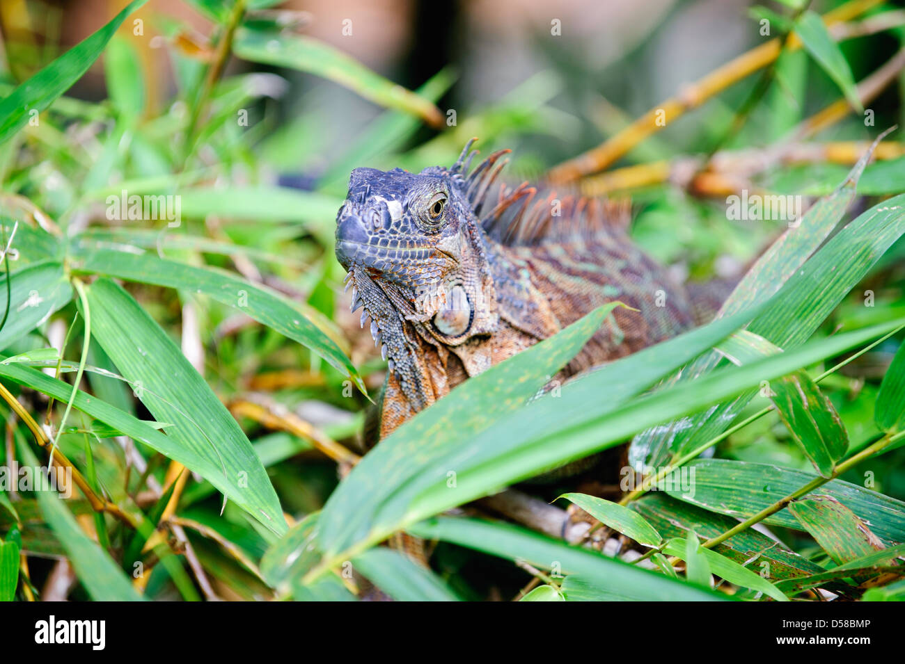 Rainforest reptile hi-res stock photography and images - Alamy