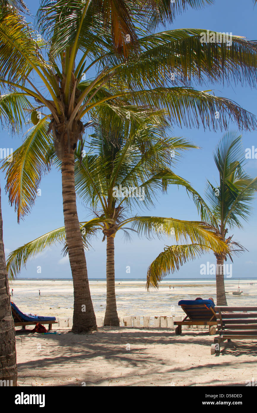 Palms in africa hi-res stock photography and images - Alamy