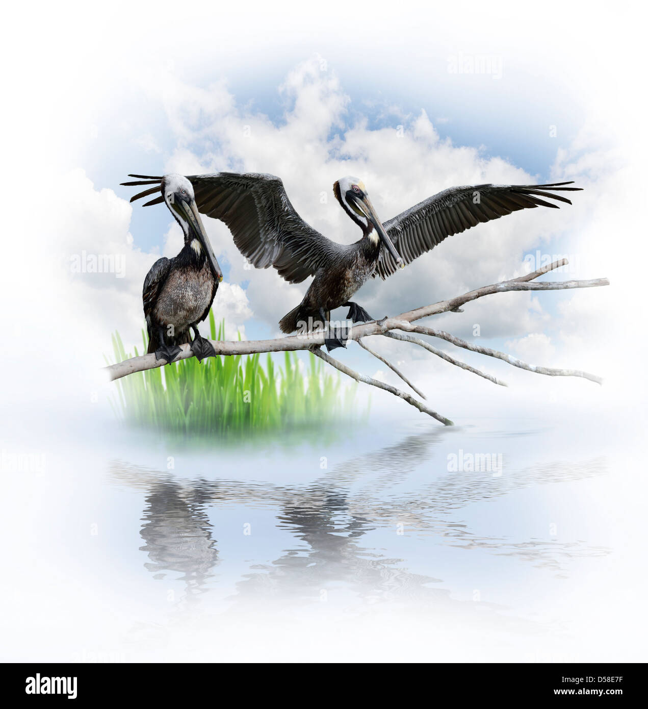 Blue bird perching on Cut Out Stock Images & Pictures - Alamy