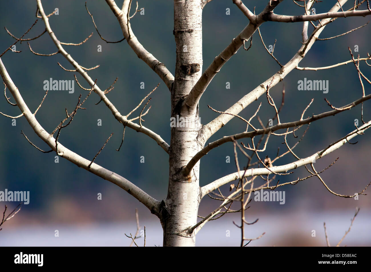 Close up of a barren tree in very early spring Stock Photo - Alamy