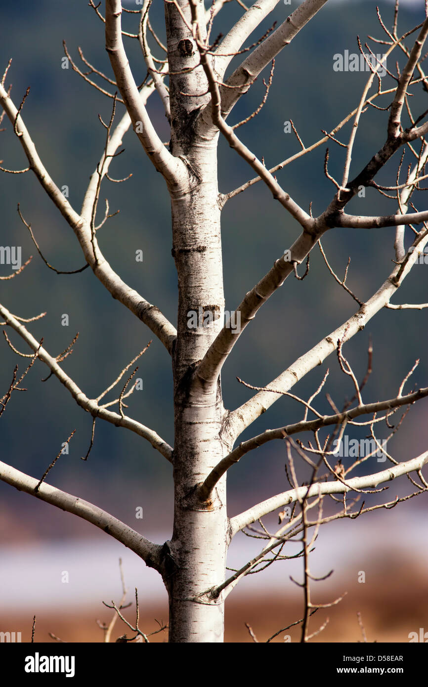 A close up of a barren tree in very early spring Stock Photo - Alamy