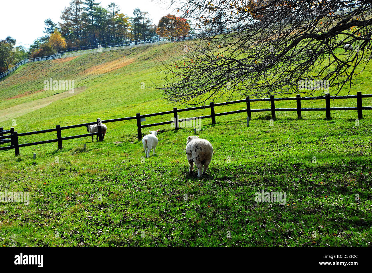 The Makiba Park Stock Photo - Alamy