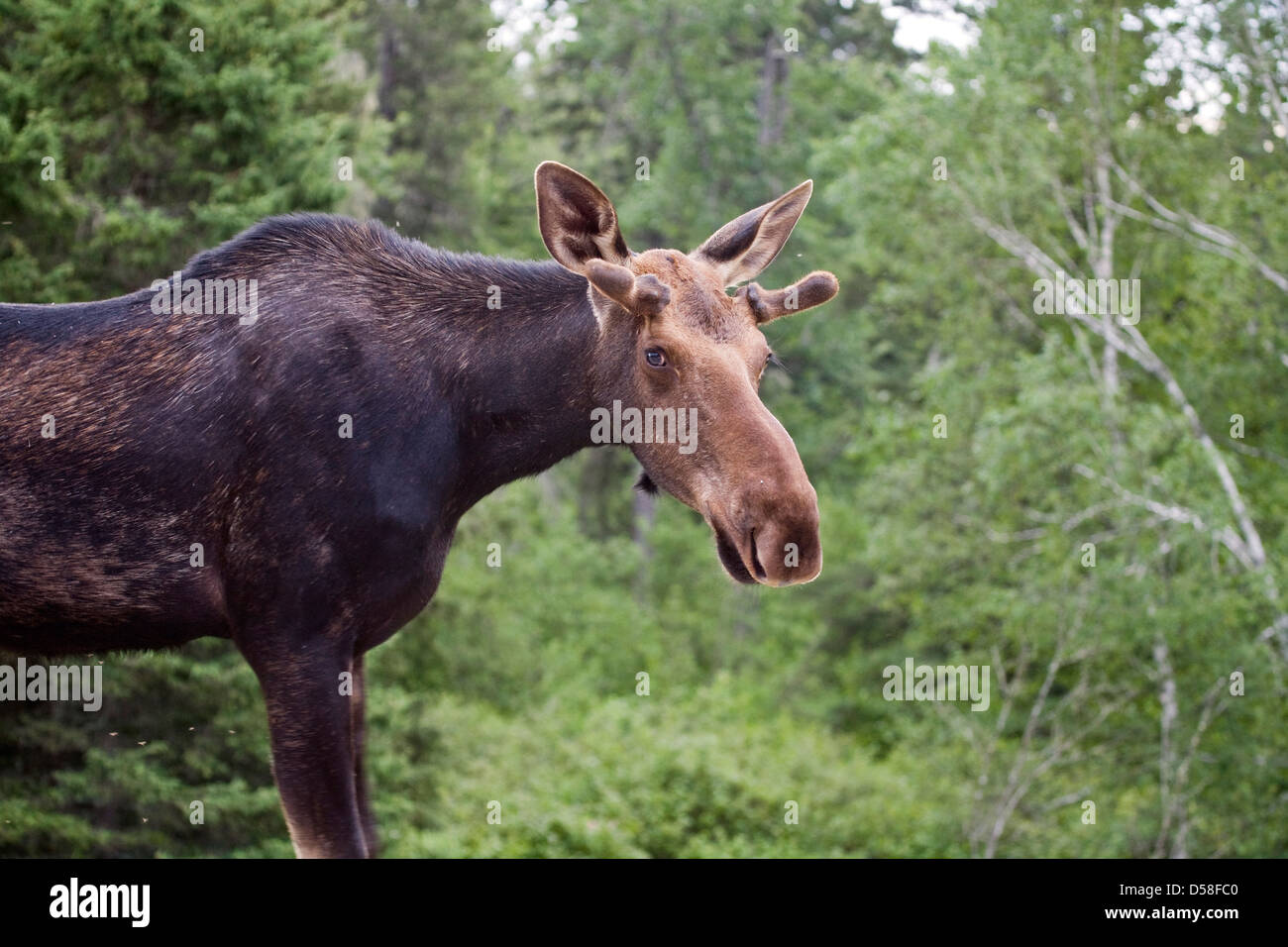 Young Bull Moose on roadside Manitoba Canada Stock Photo - Alamy
