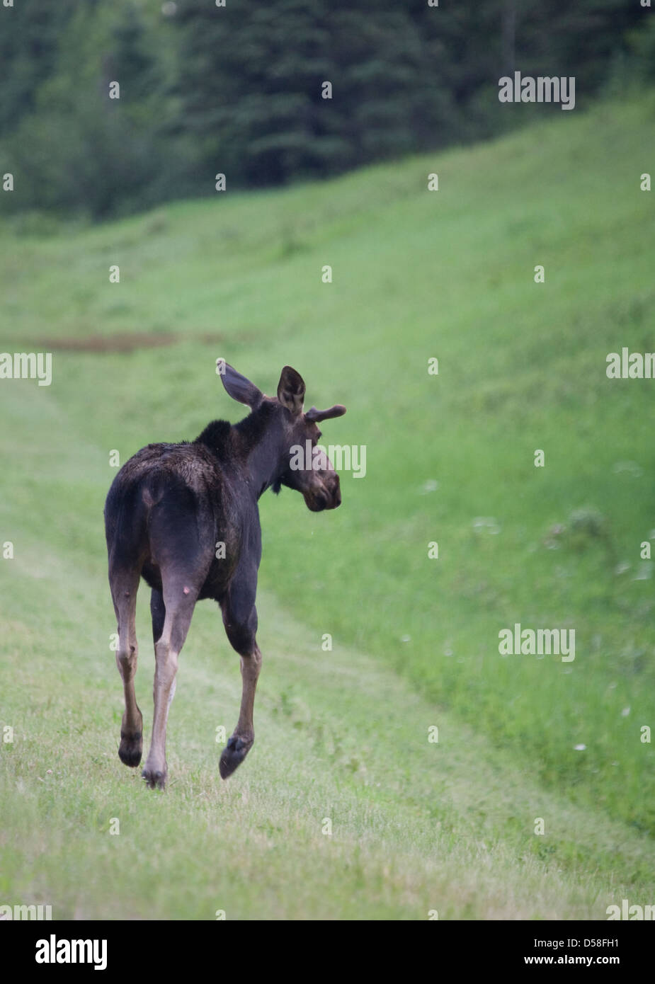 Young Bull Moose on roadside Manitoba Canada Stock Photo - Alamy