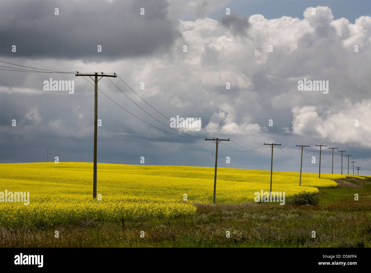 Storm Clouds Saskatchewan Canola field yellow color Stock Photo - Alamy