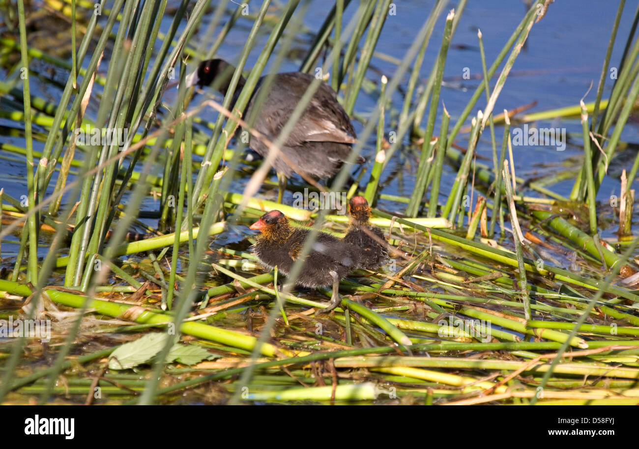 American coot nest hi-res stock photography and images - Alamy