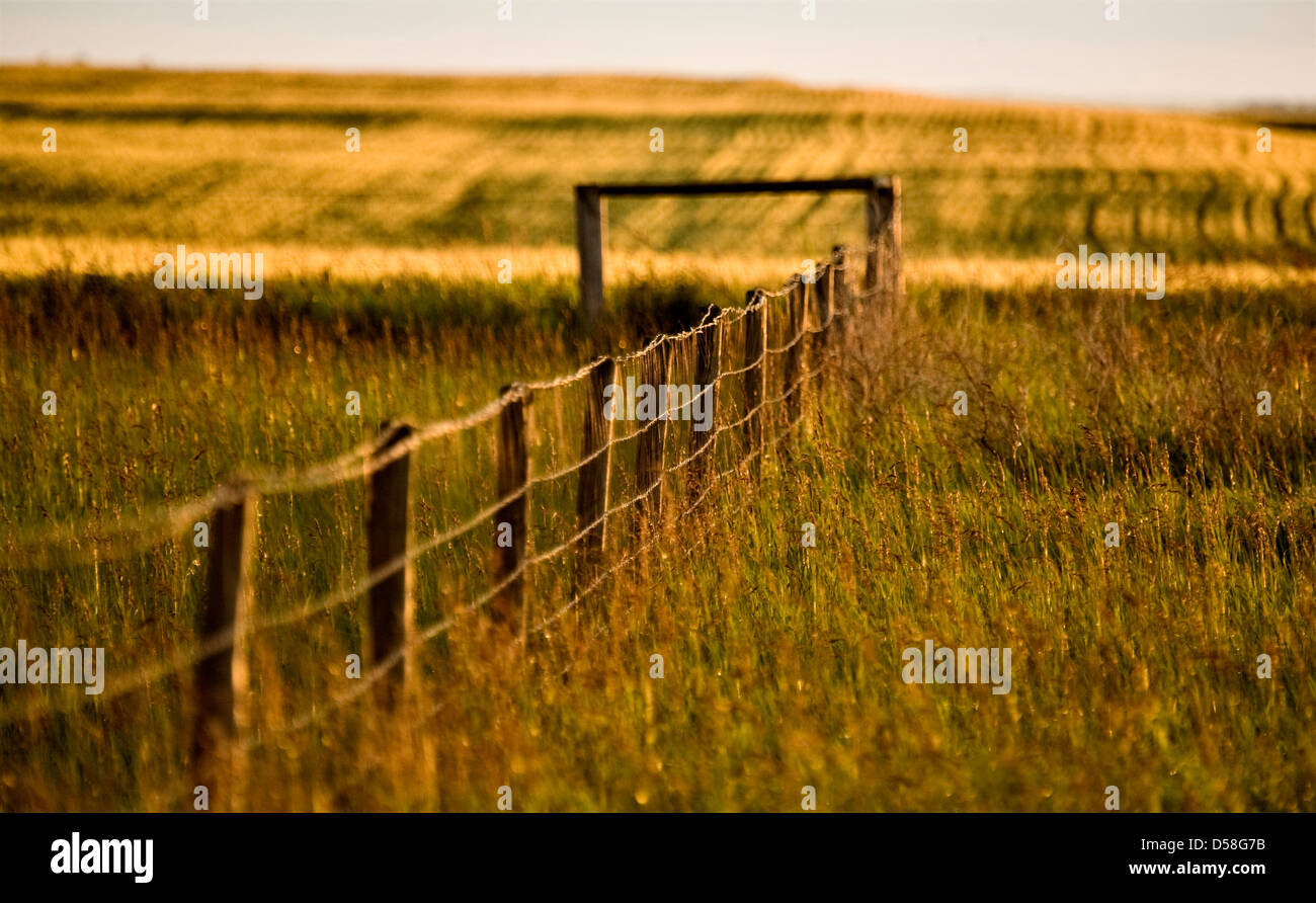 Prairie Fence in Summer in Saskatchewan Canada Stock Photo - Alamy