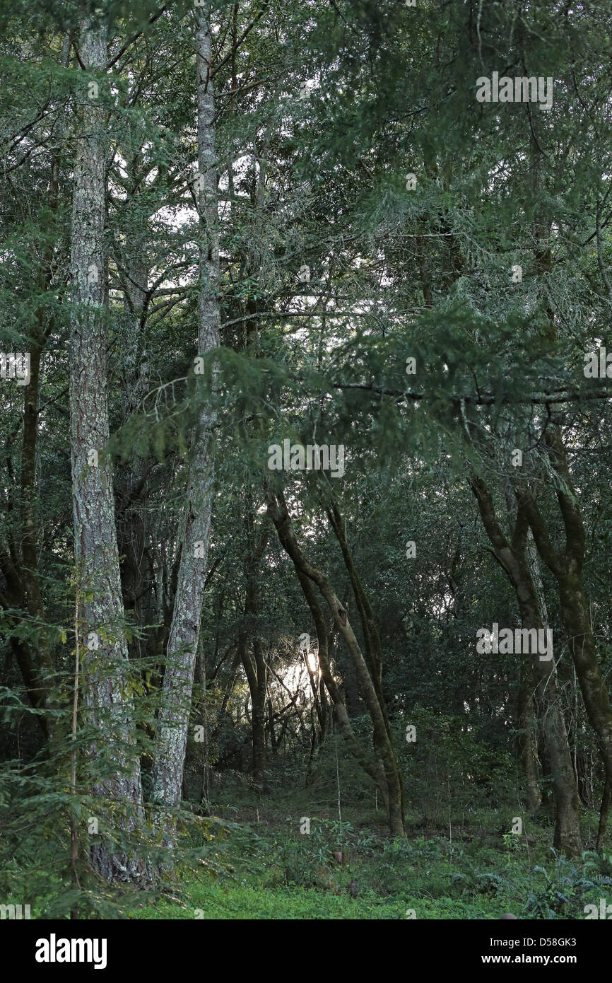 Light coming through trees hi-res stock photography and images - Alamy