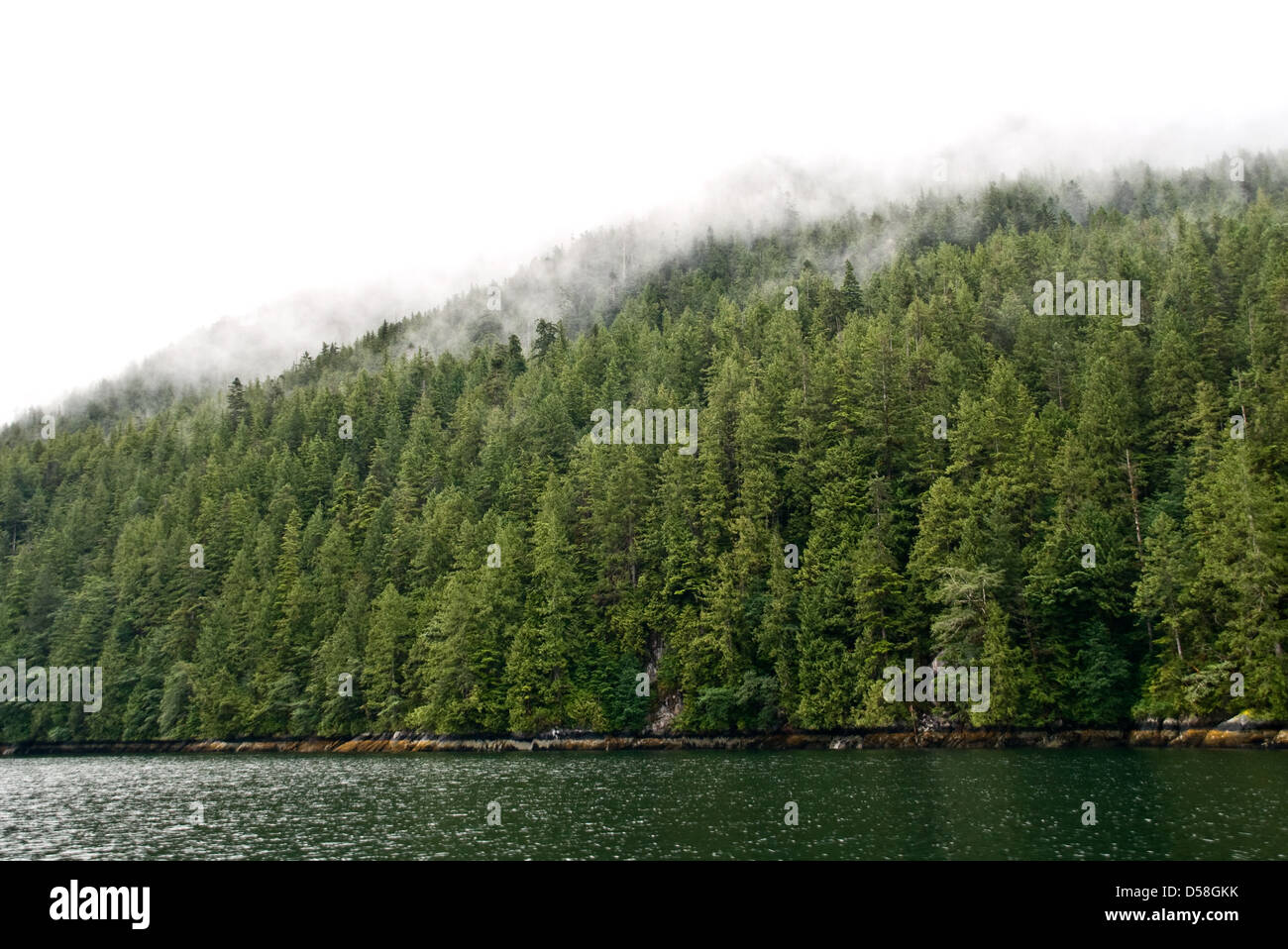 A dense misty forest on a mountainside on the Pacific shores of Roscoe ...