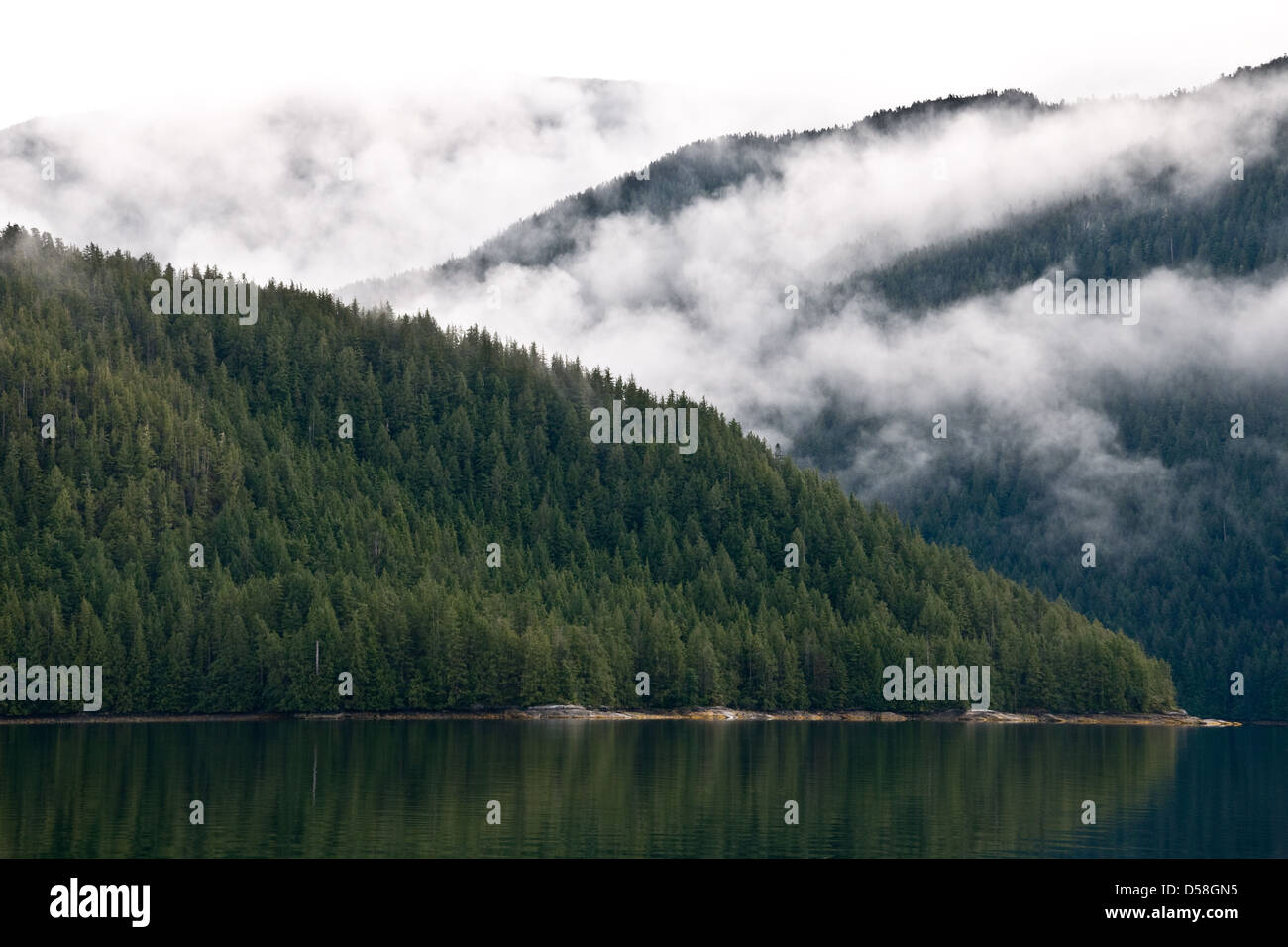 A dense misty forest on a mountainside on the Pacific shores of Roscoe ...