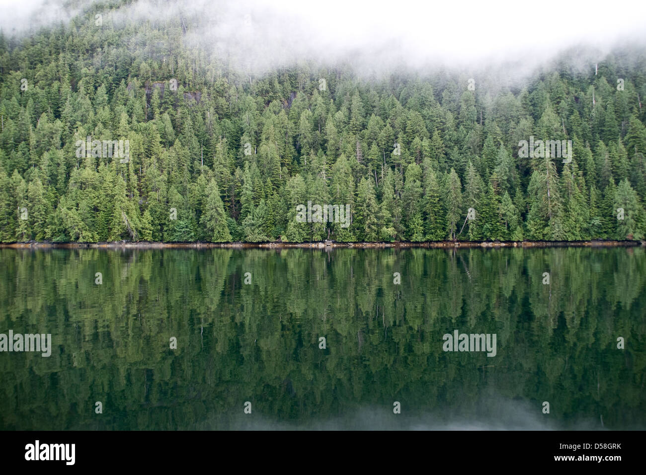 A dense misty forest on a mountainside on the Pacific shores of Roscoe ...