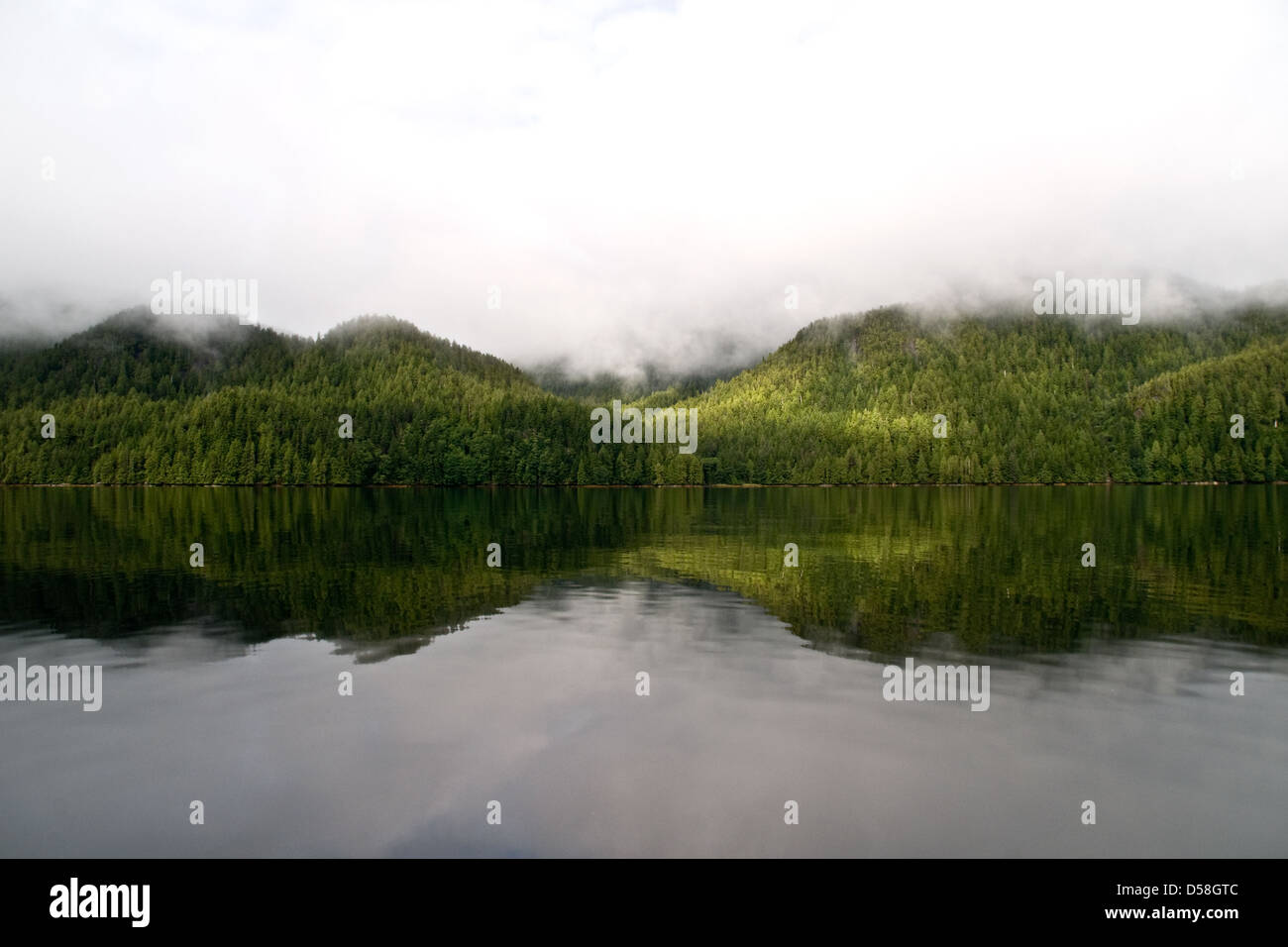 A dense misty forest on a mountainside on the Pacific shores of Roscoe ...