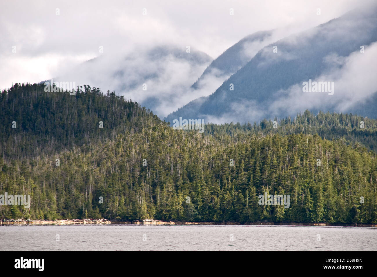 A dense misty forest on a mountainside on the Pacific shores of Roscoe ...