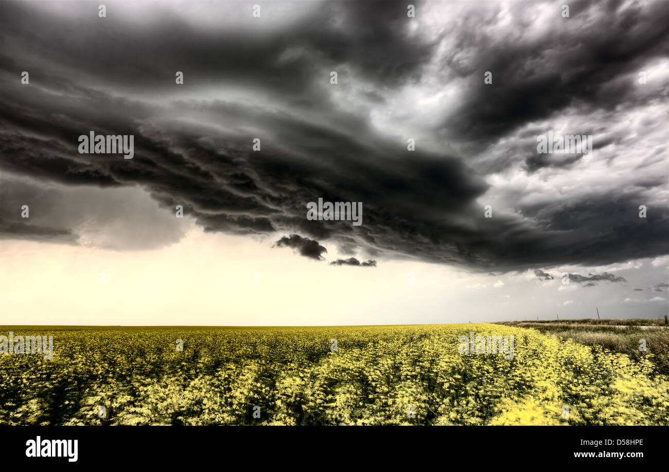 Storm Clouds Saskatchewan yellow bright canola field Stock Photo - Alamy