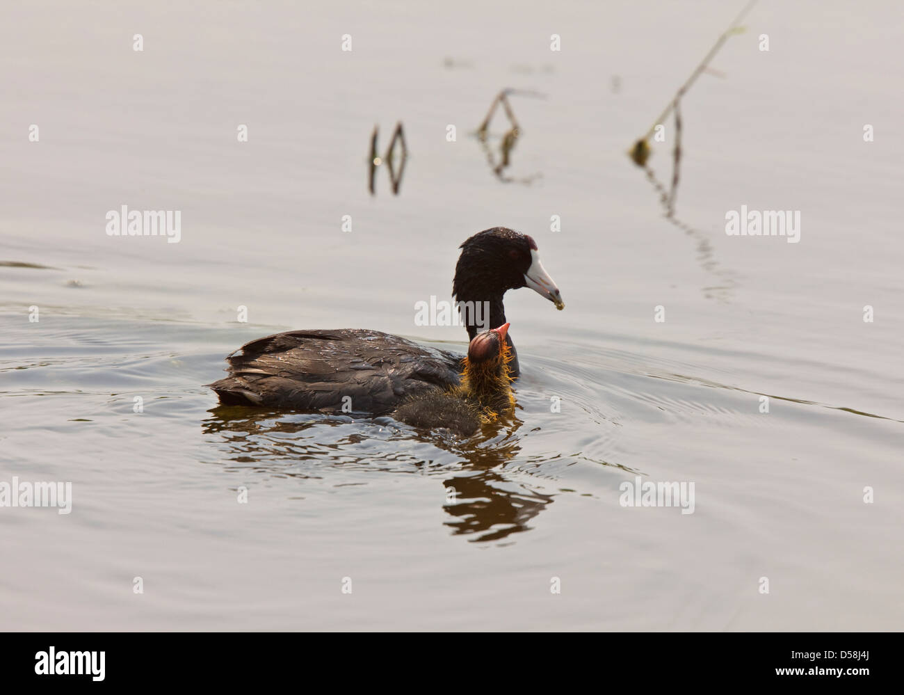 American Coot Waterhen feeding its young chick Stock Photo - Alamy