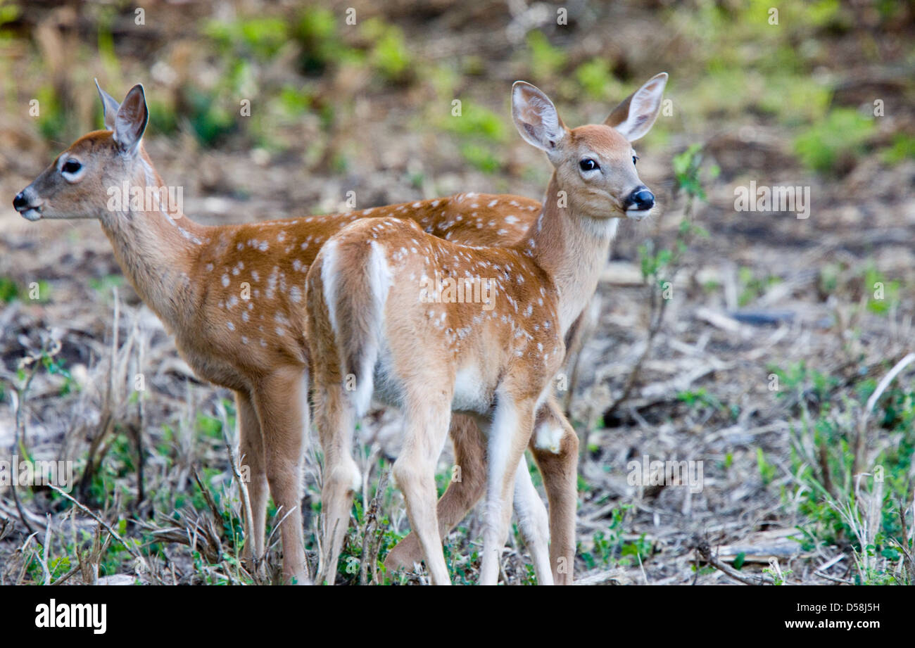two young fawn deer looking back at camera Stock Photo - Alamy