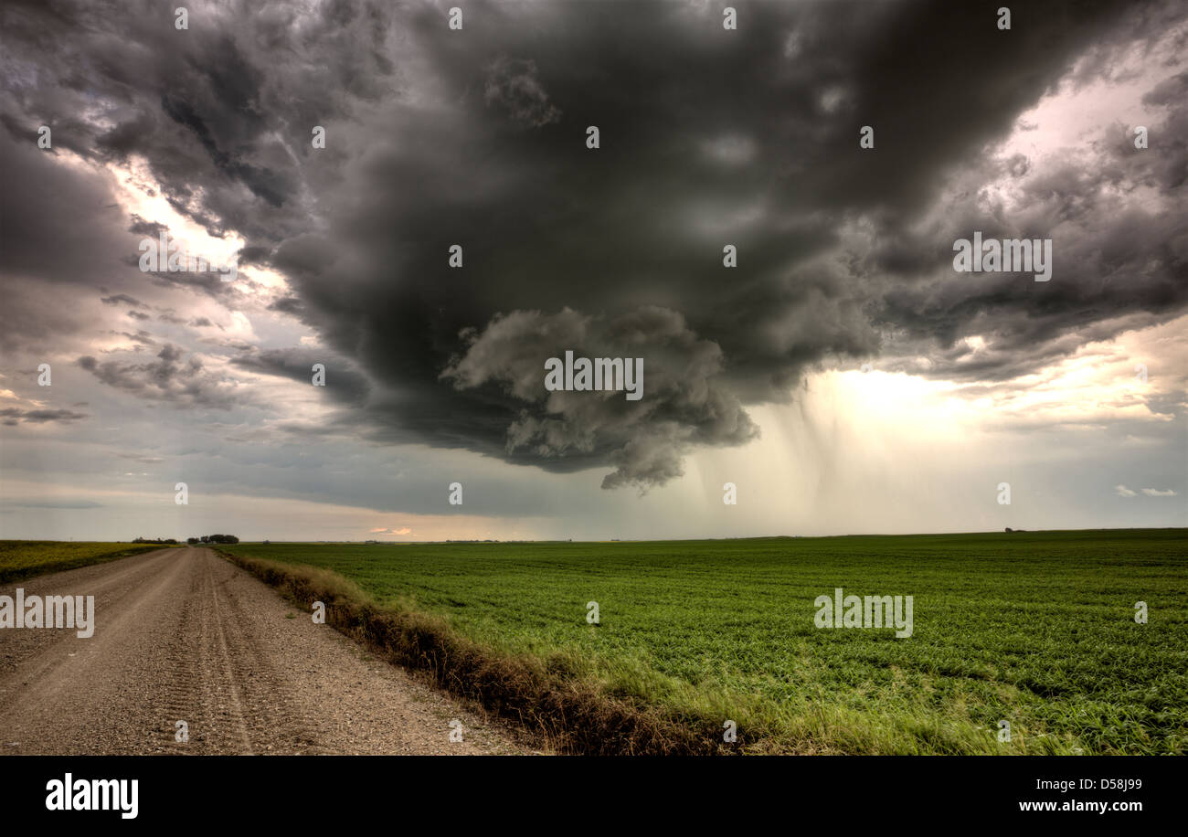 Storm Clouds Saskatchewan yellow bright canola field Stock Photo - Alamy