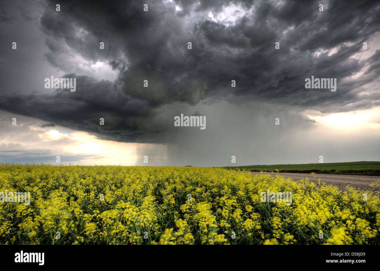 Storm Clouds Saskatchewan yellow bright canola field Stock Photo - Alamy