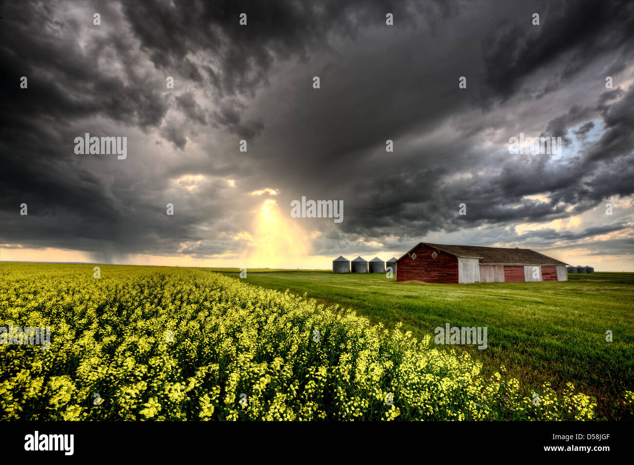 Storm Clouds Saskatchewan yellow bright canola field Stock Photo - Alamy