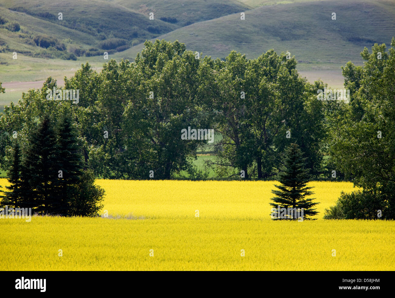 Canola Crop in Stewart Valley Saskatchewan Canada Stock Photo - Alamy