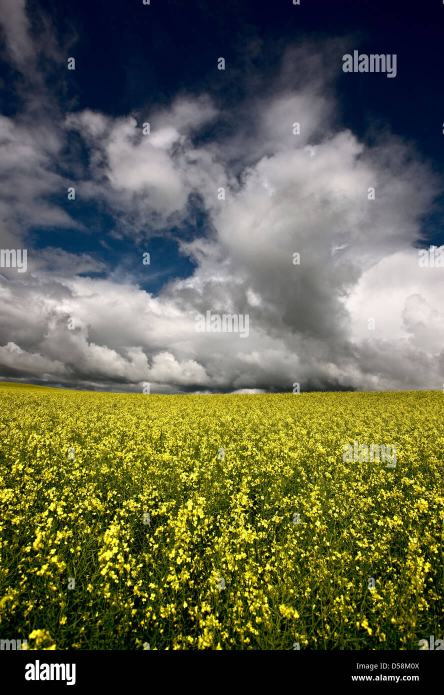 Storm Clouds Saskatchewan Canola field yellow color Stock Photo - Alamy