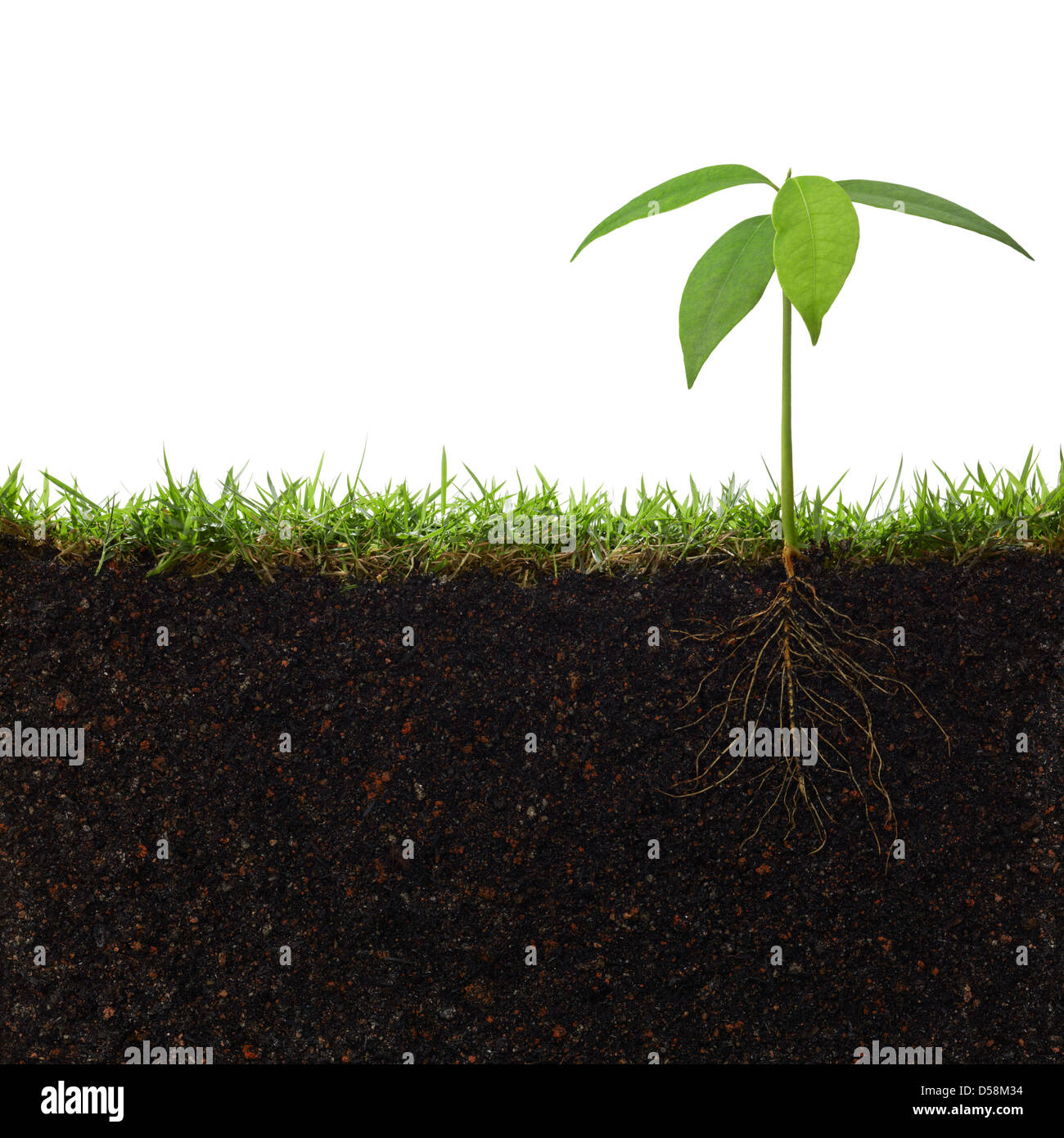 Plant roots underground hi-res stock photography and images - Alamy